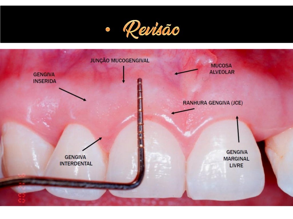 Anatomia do Periodonto