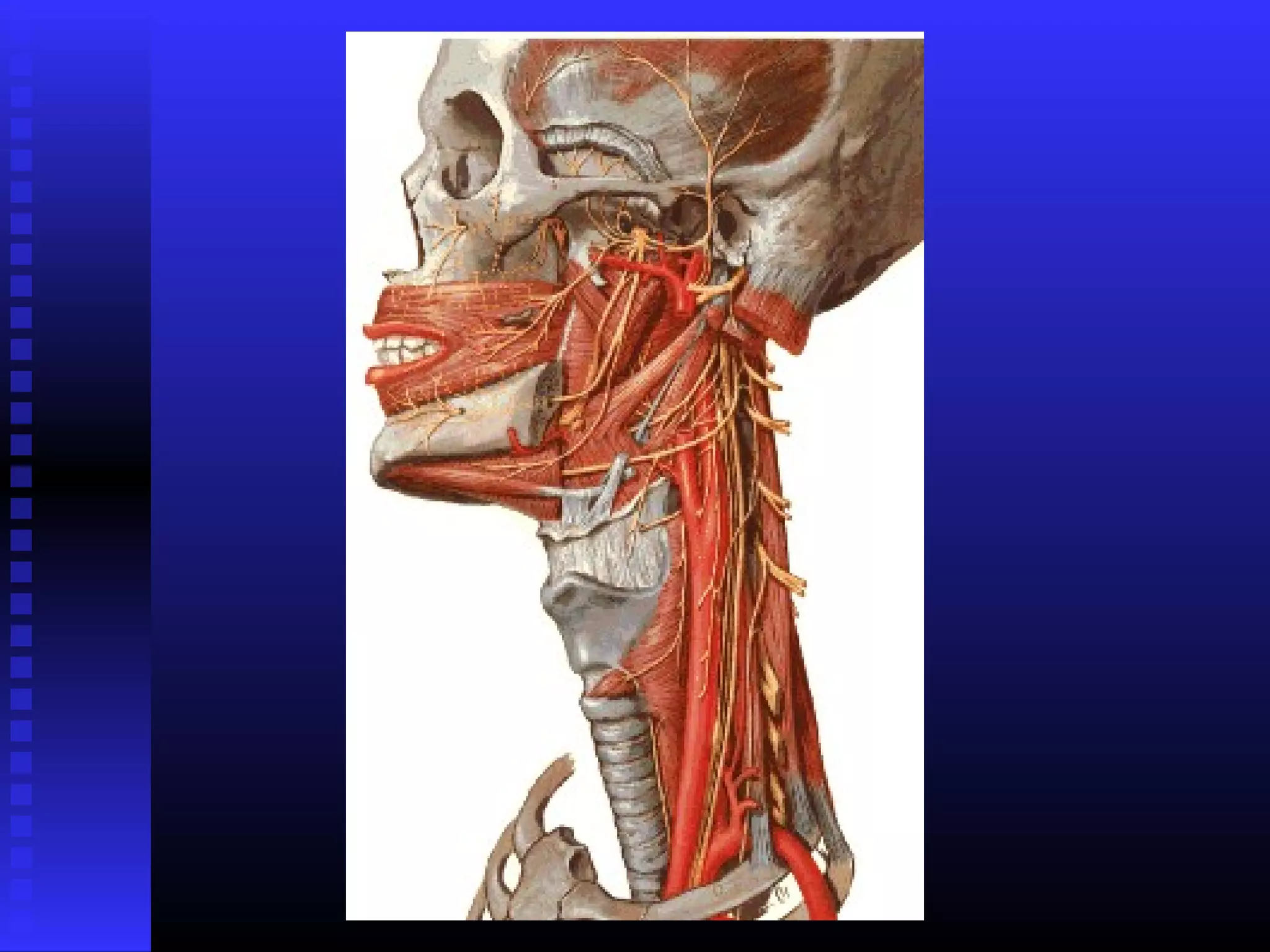 Anatomia do Pescoço | PPT
