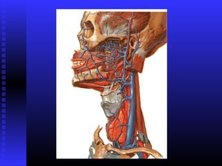 Anatomia do Pescoço | PPT