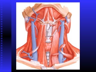 Anatomia do Pescoço | PPT