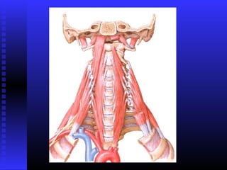 Anatomia do Pescoço | PPT