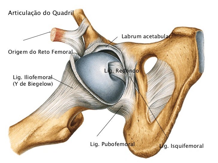 Anatomia do quadril