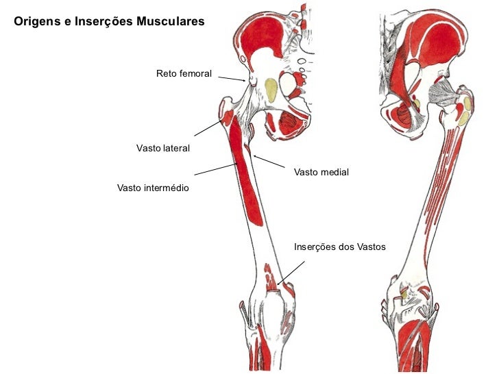 Anatomia do quadril