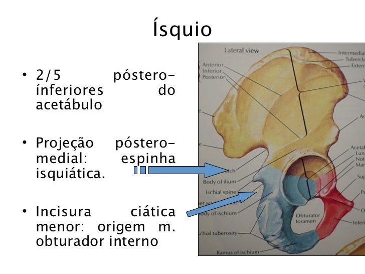 Anatomia do quadril