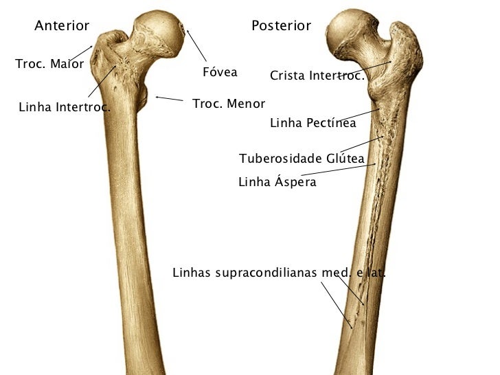 Linha Pectinea Do Femur Aula1 | PPT