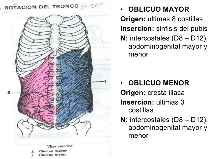 Anatomia dorso
