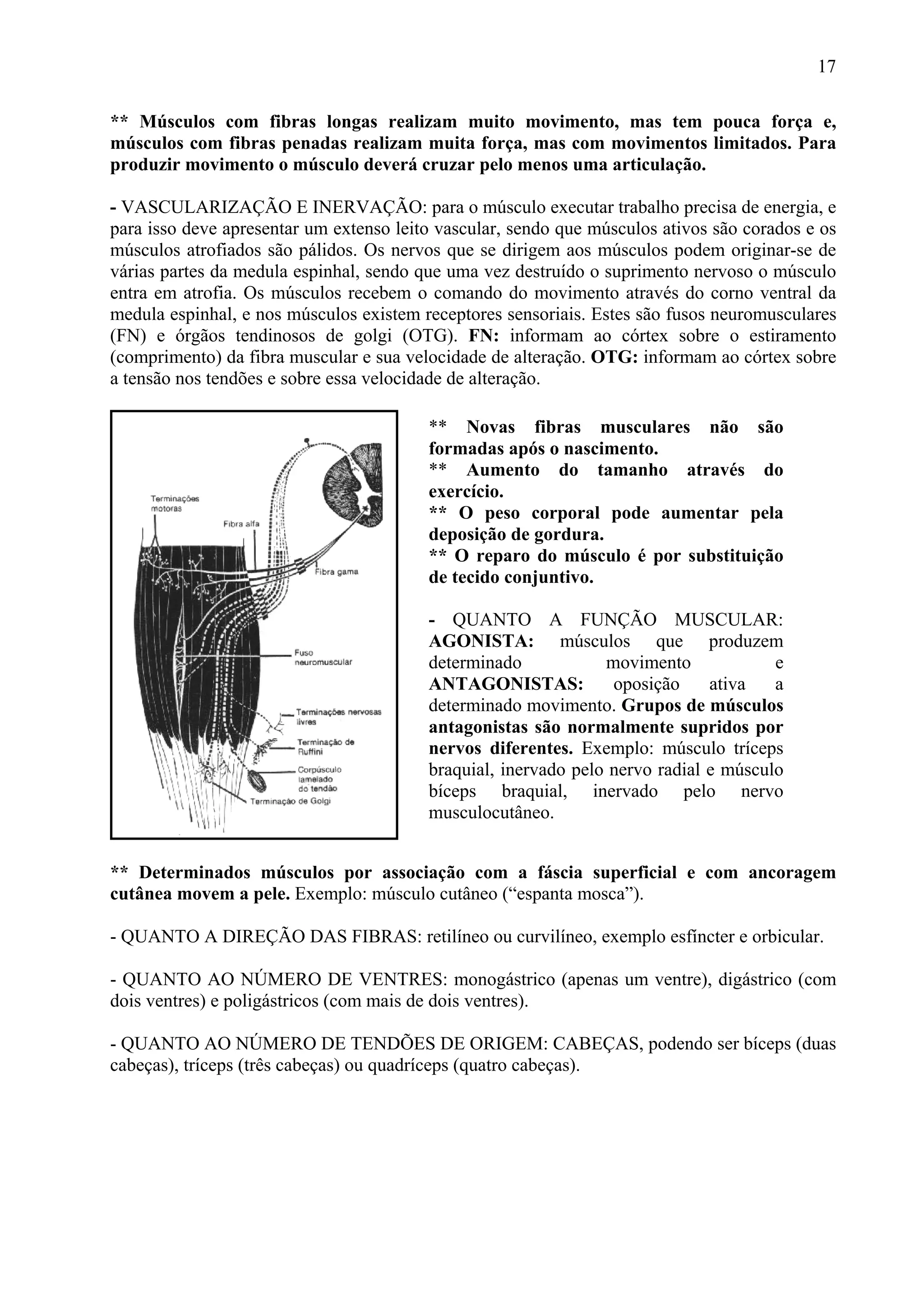 Anatomia dos animais de produção i | PDF
