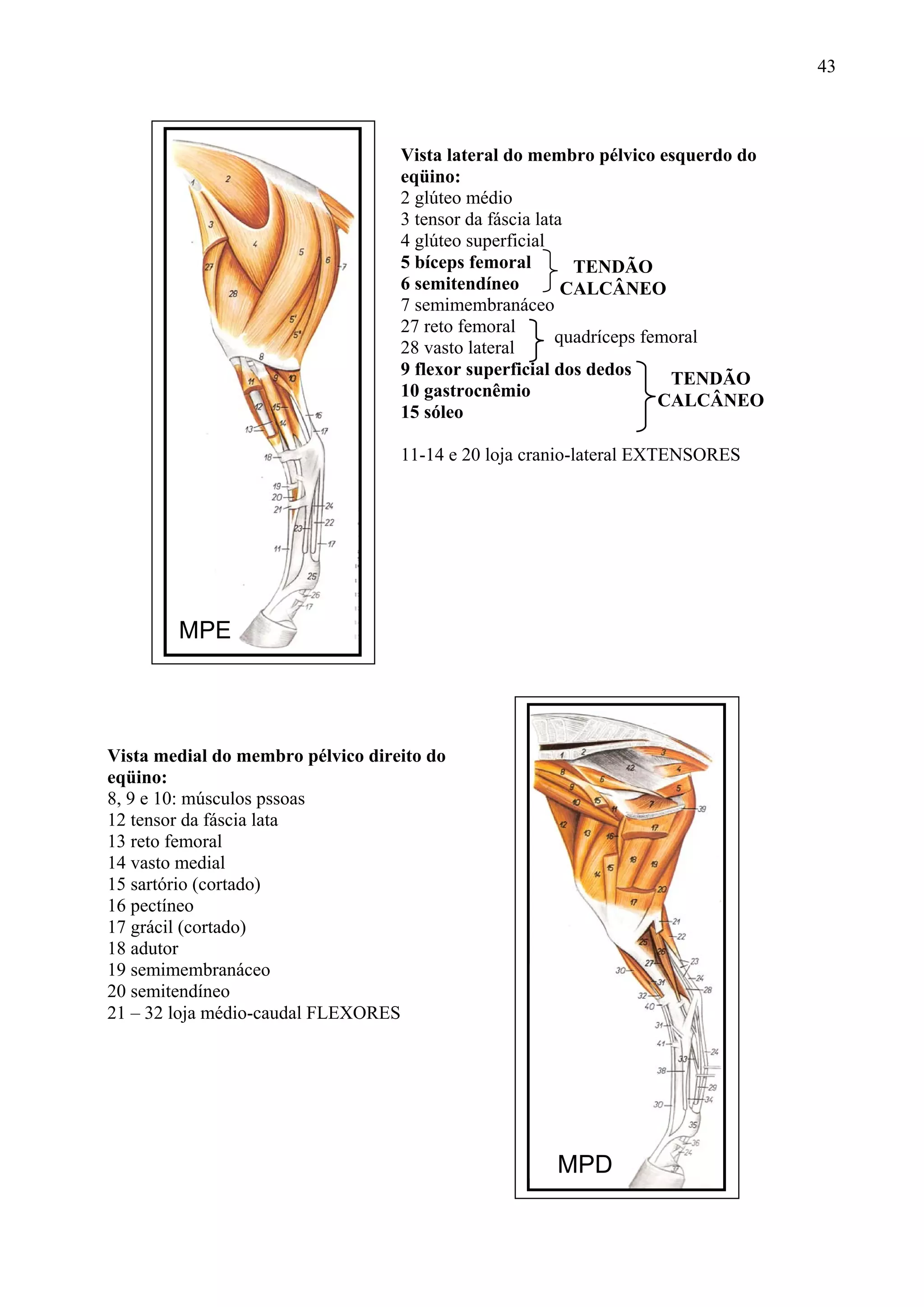 Anatomia dos animais de produção i | PDF