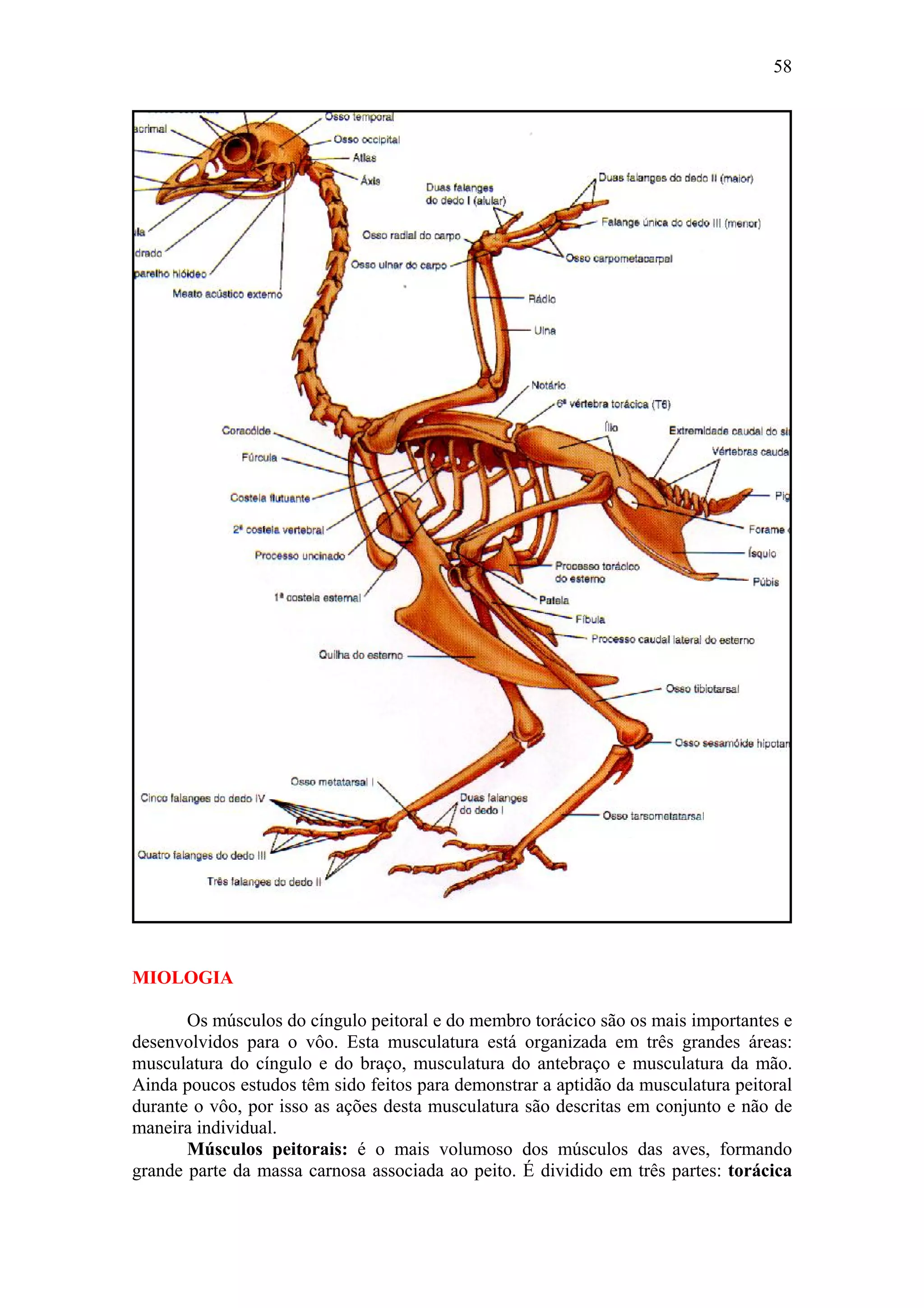 Anatomia dos animais de produção i | PDF