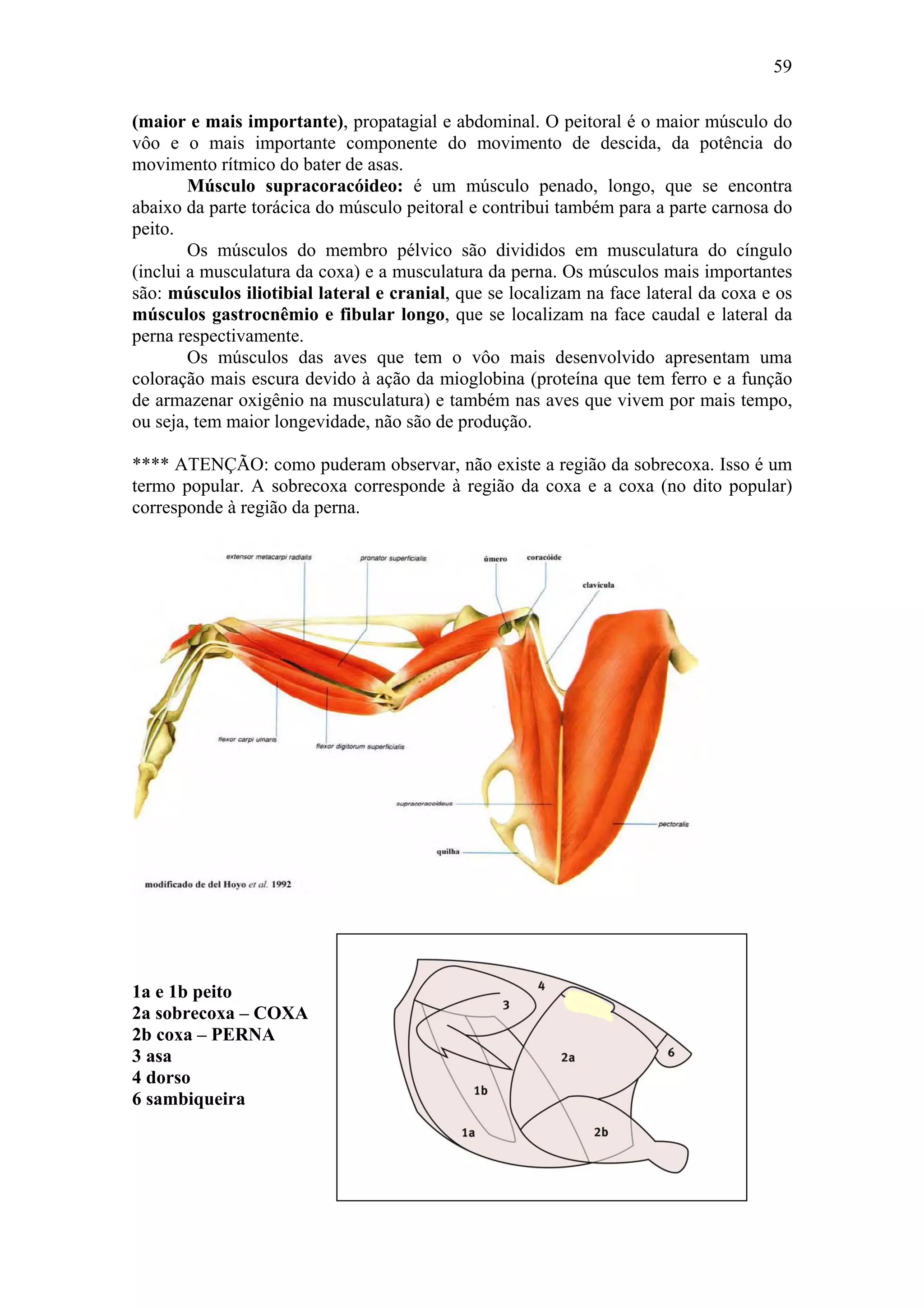 Anatomia dos animais de produção i | PDF