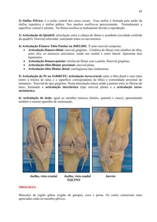 Anatomia dos animais de produção i | PDF