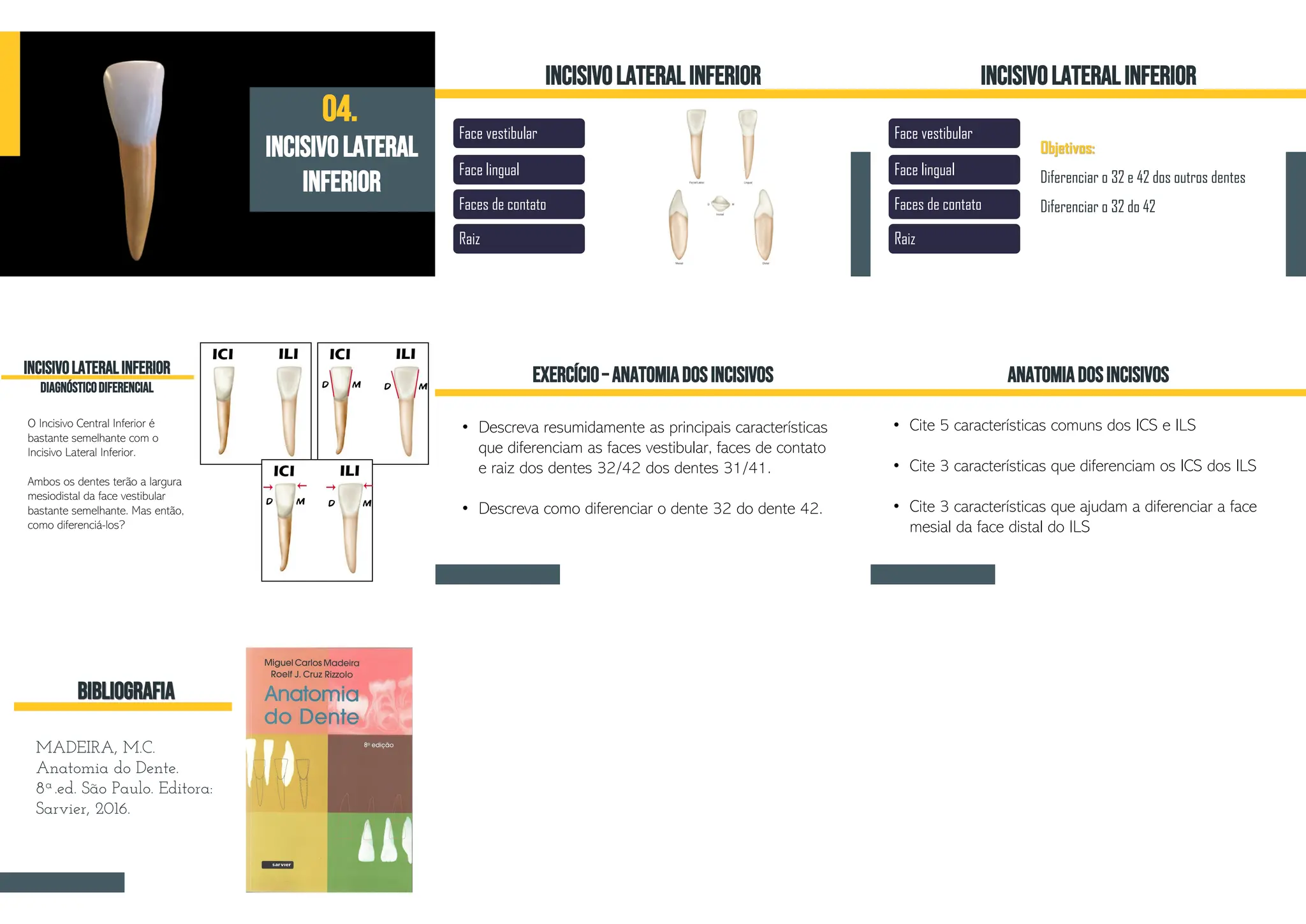 Anatomia dos Incisivos | PDF