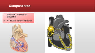 Anatomia do sistema cardiovascular | PPTX