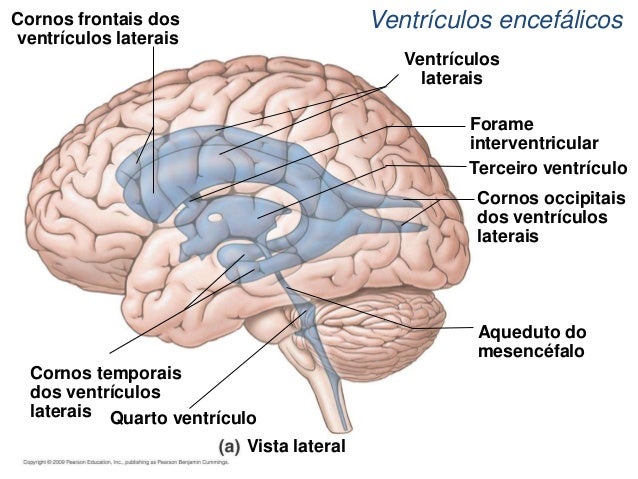 Anatomia do sistema nervoso i