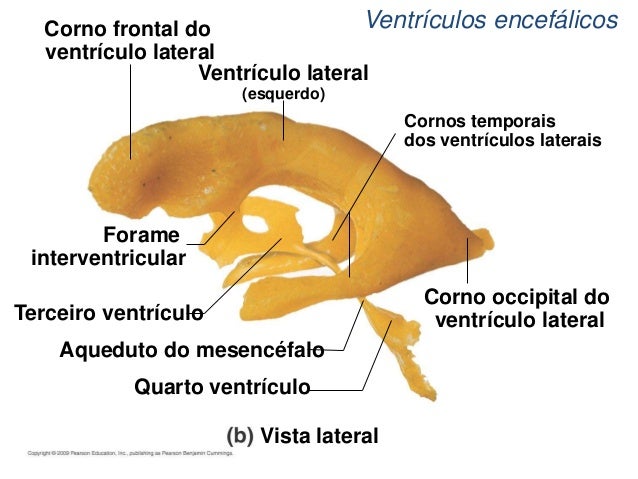 Anatomia do sistema nervoso i