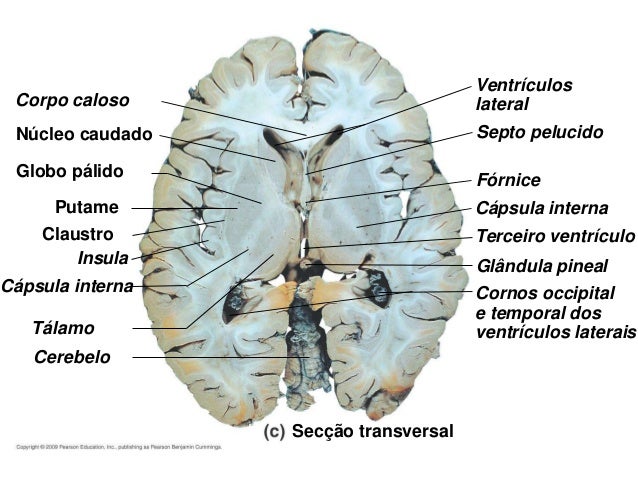 Anatomia do sistema nervoso i