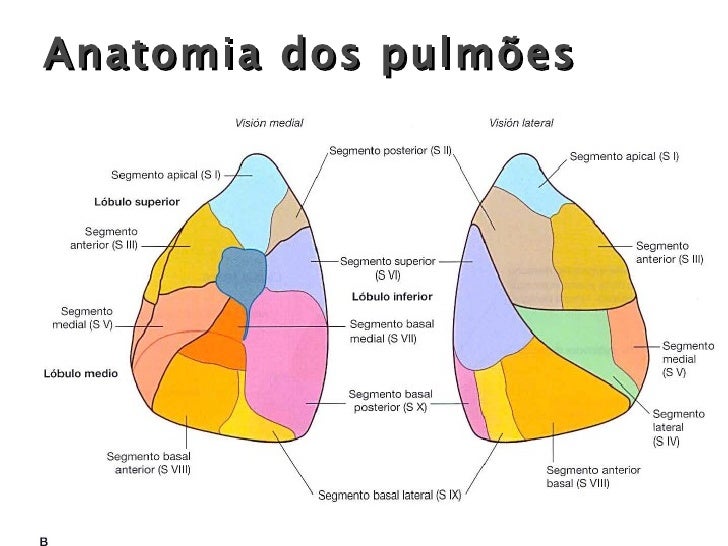 Anatomia do sistema respiratório