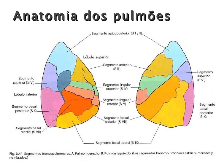 Anatomia do sistema respiratório