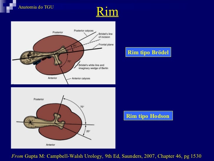 Anatomia Cirúrgica do Trato Gênito-Urinário I