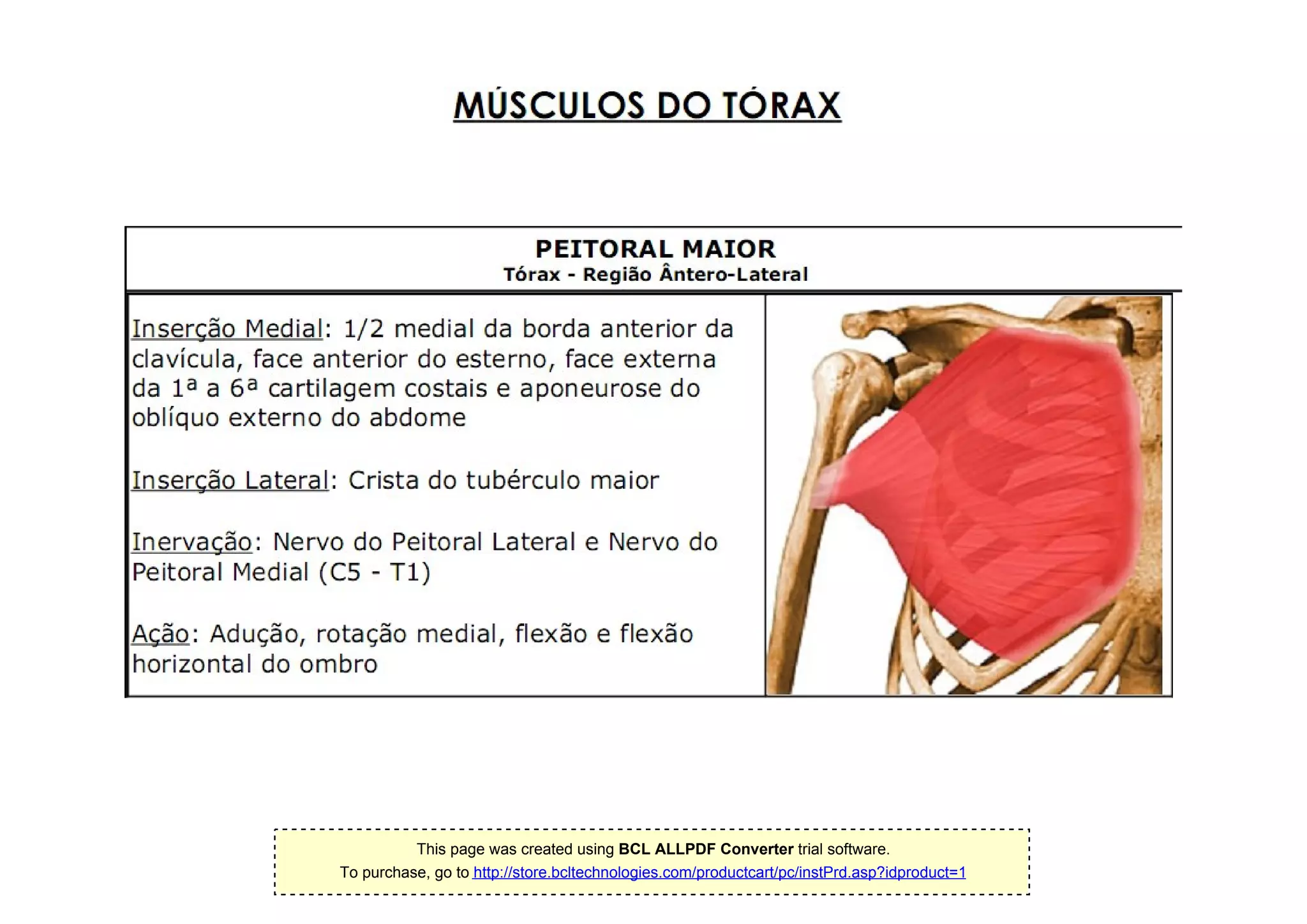 Anatomia do torax (1) | PDF