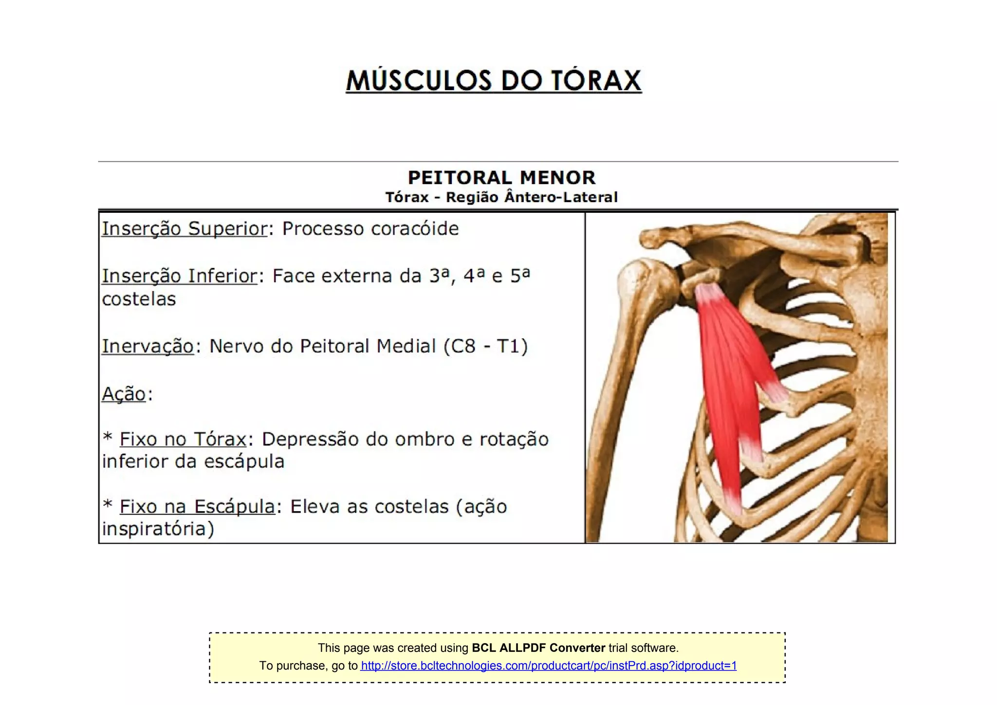 Anatomia do torax (1) | PDF