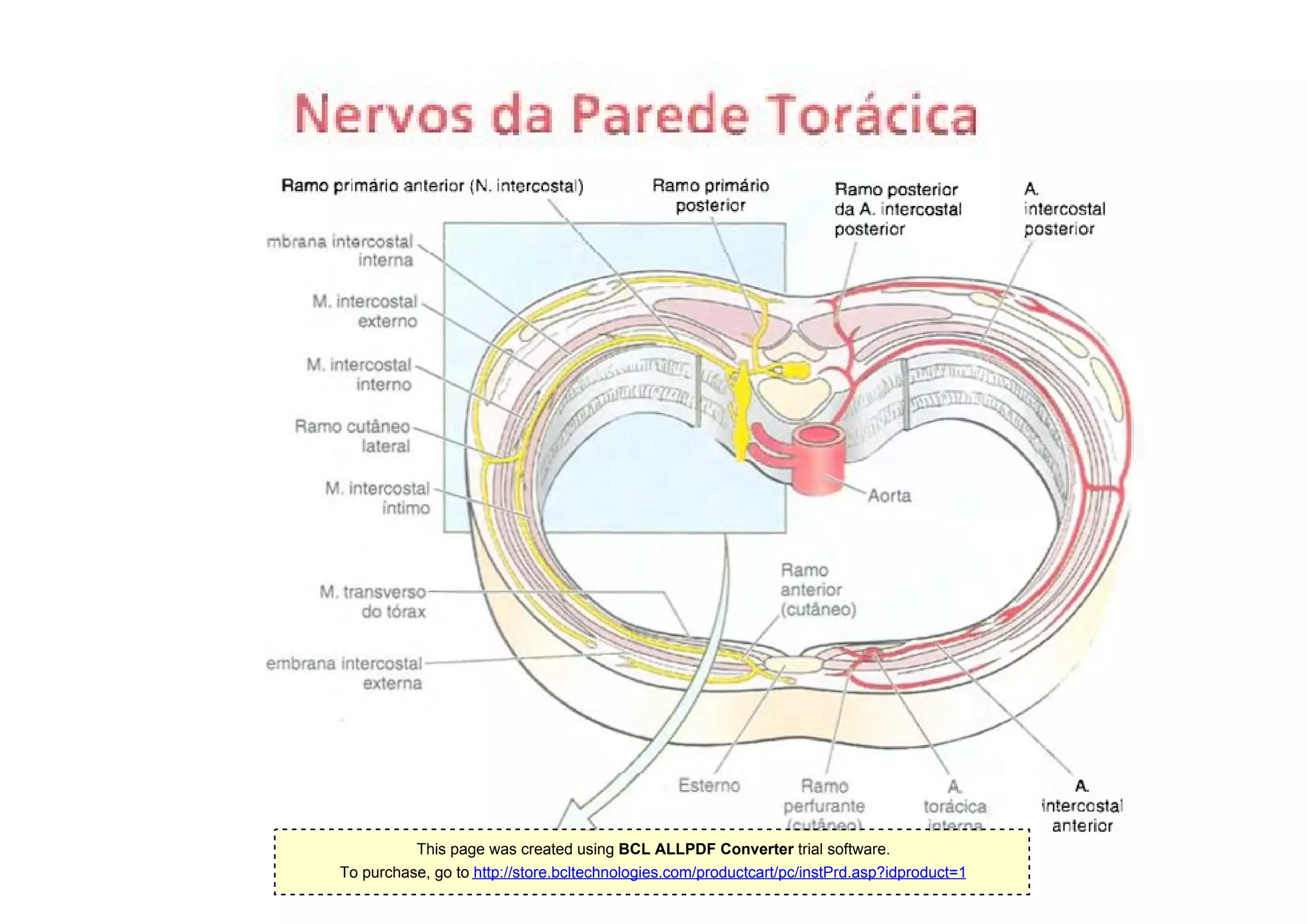 Anatomia do torax (1) | PDF