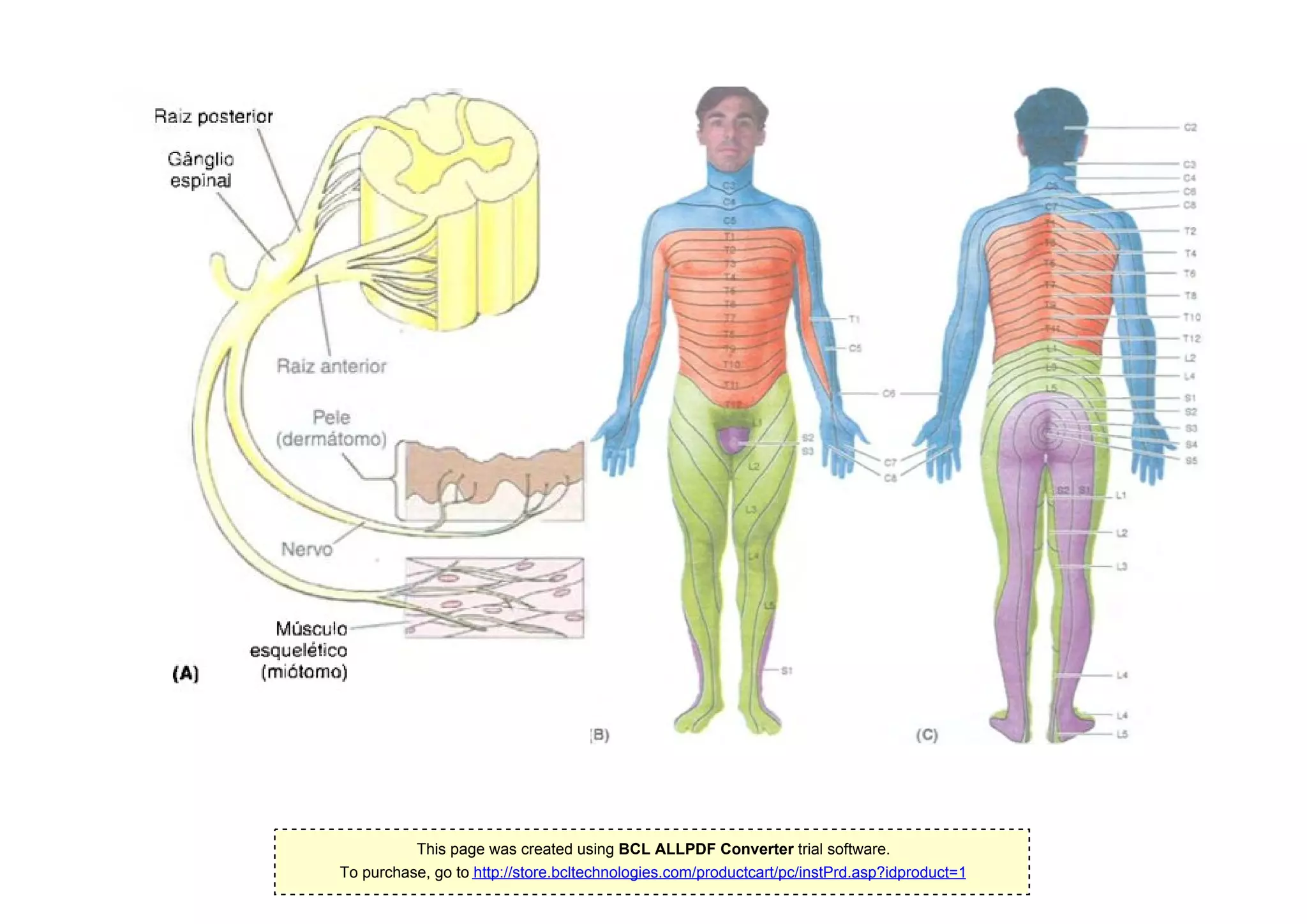 Anatomia do torax (1) | PDF
