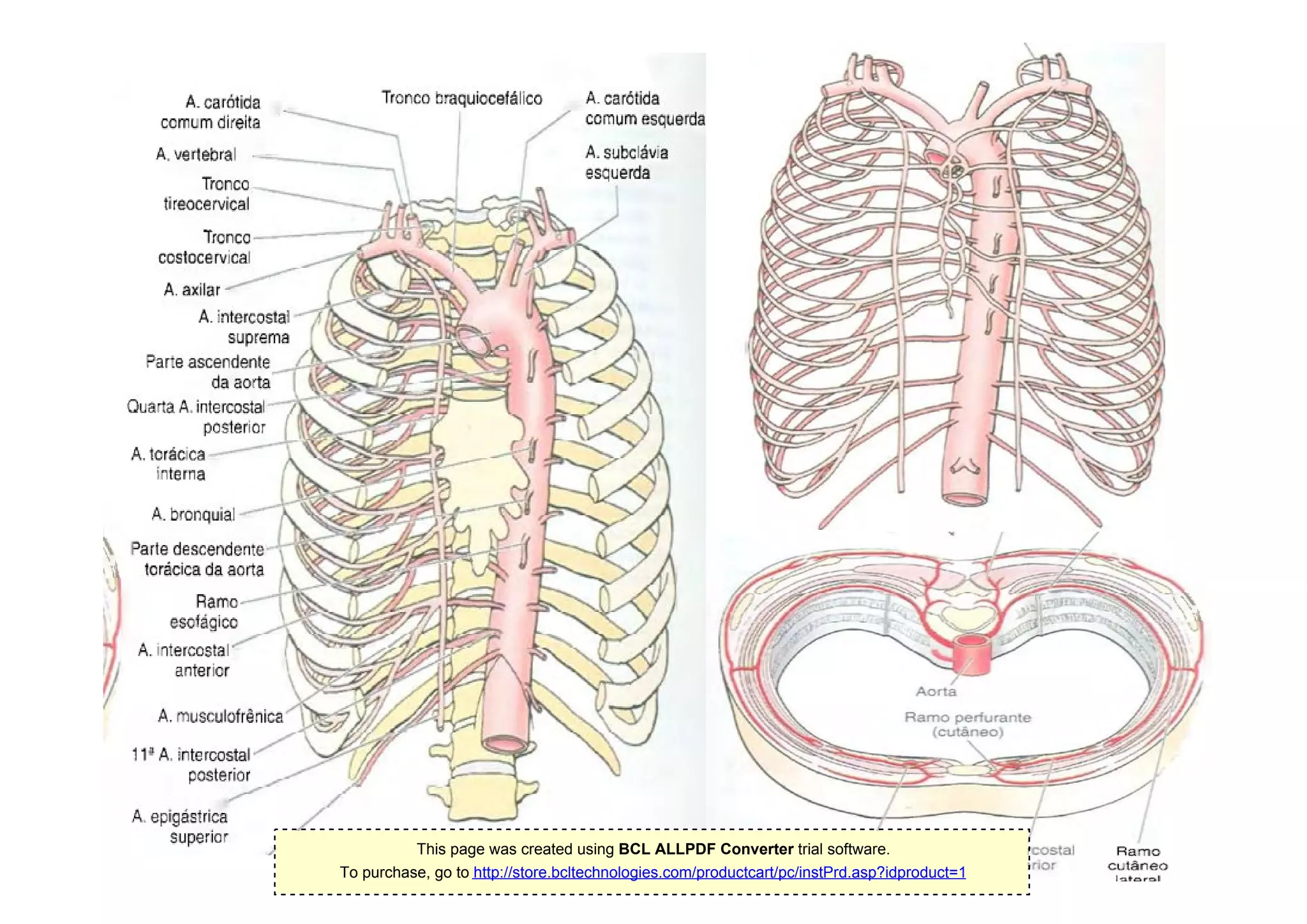 Anatomia do torax (1) | PDF