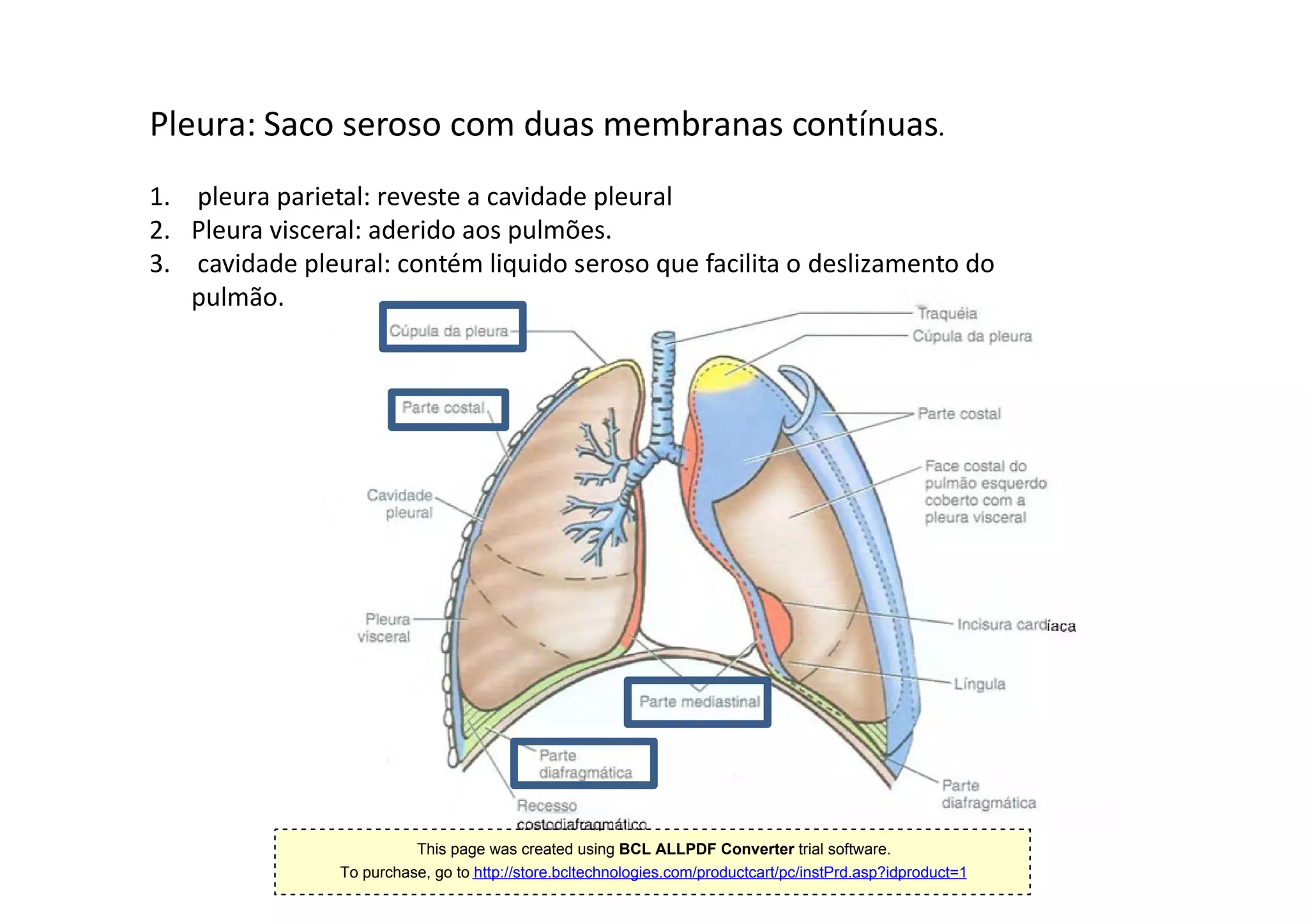 Anatomia do torax (1) | PDF