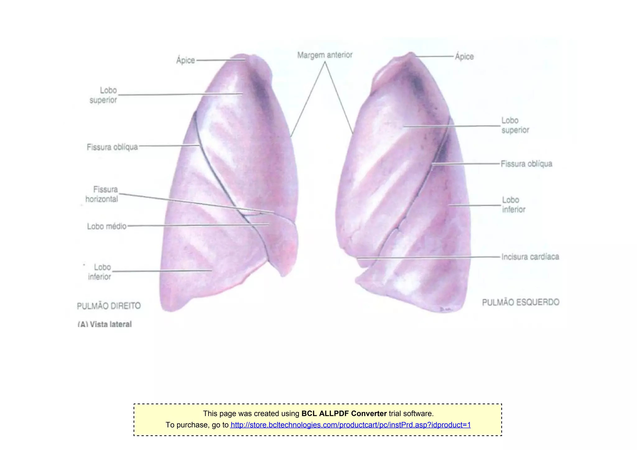 Anatomia do torax (1) | PDF