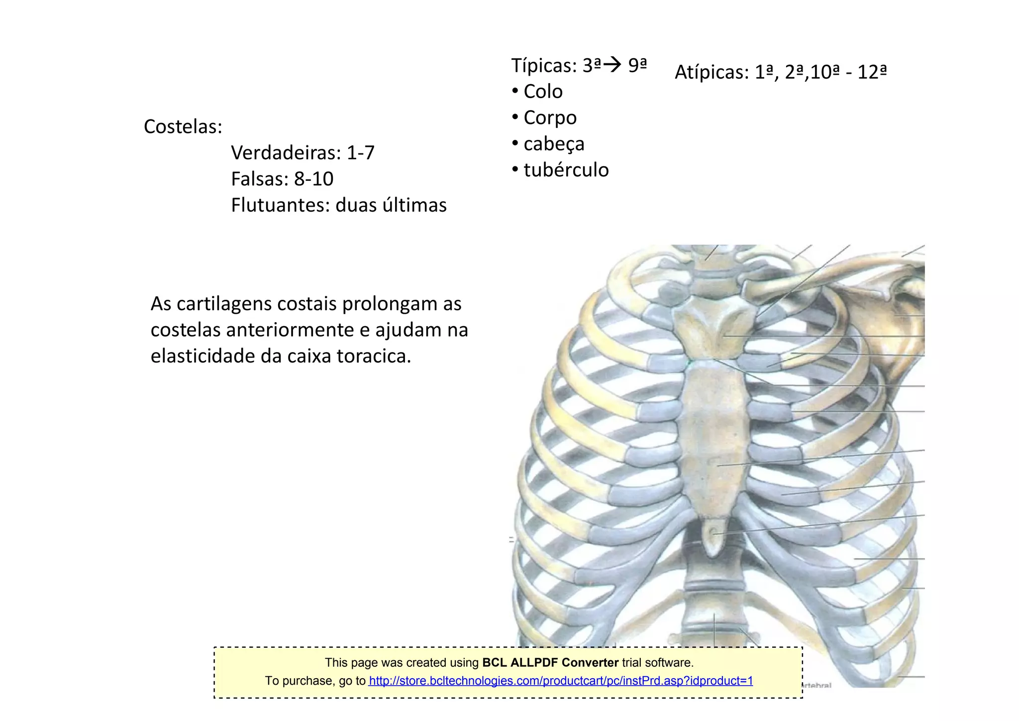 Anatomia do torax (1) | PDF