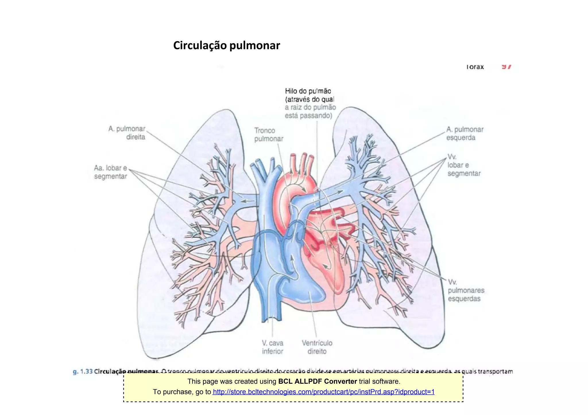 Anatomia do torax (1) | PDF