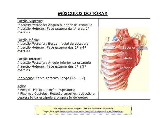 Anatomia do torax (1) | PDF | Lung and Respiratory Health | Diseases ...