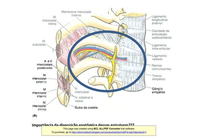 Anatomia do torax (1) | PDF | Lung and Respiratory Health | Diseases ...