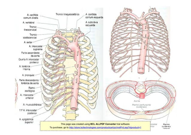 Anatomia do torax (1) | PDF | Lung and Respiratory Health | Diseases ...