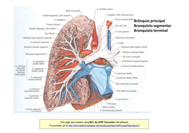 Anatomia do torax (1) | PDF | Lung and Respiratory Health | Diseases ...