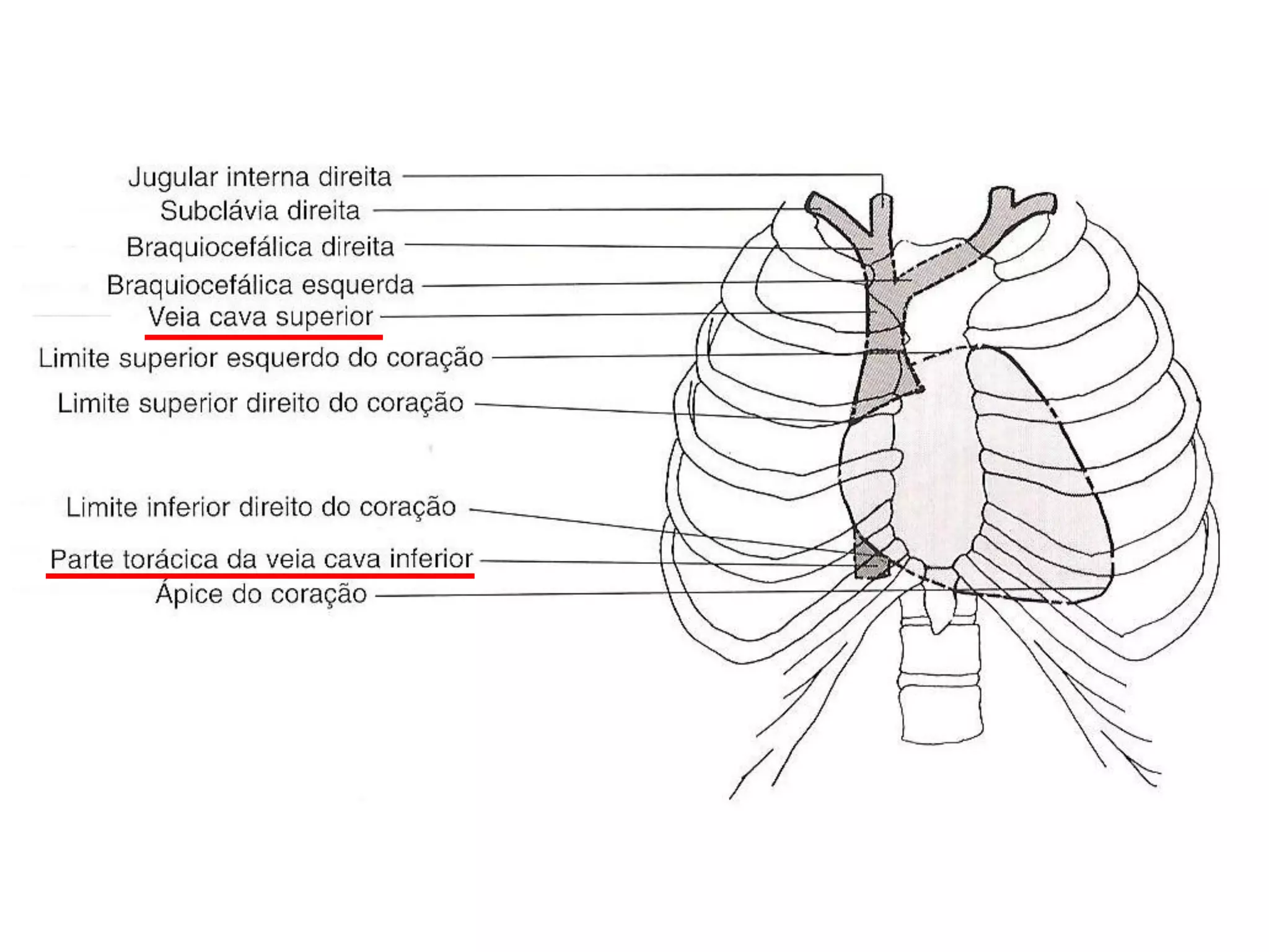 Anatomia do tórax e abdome | PDF