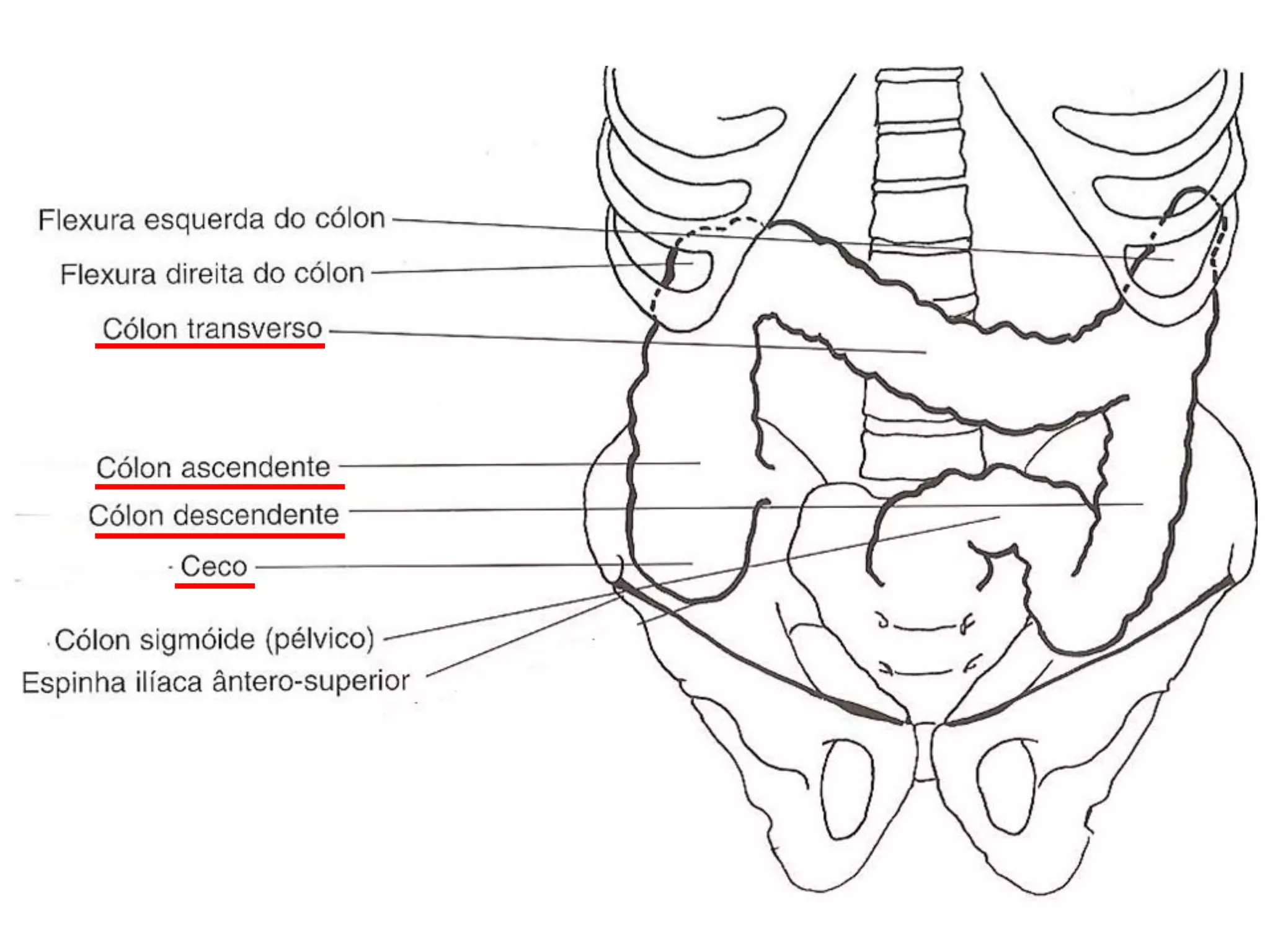 Anatomia do tórax e abdome | PDF