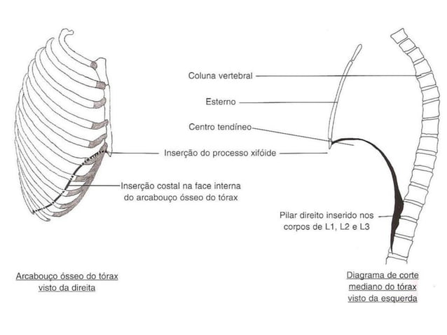 Anatomia do tórax e abdome | PDF