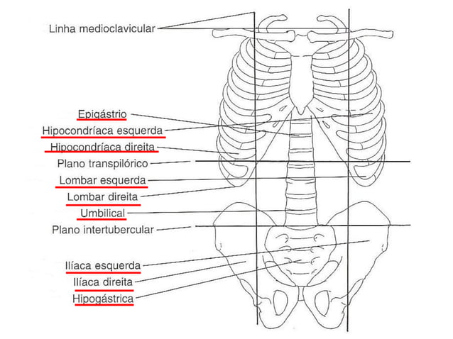 Anatomia do tórax e abdome | PPT