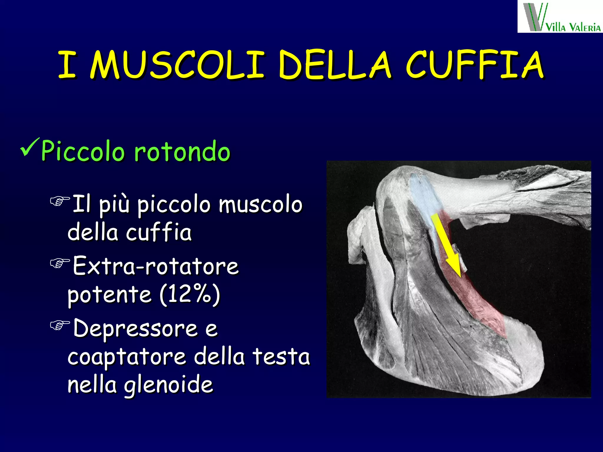 Anatomia e biomeccanica della Spalla | PPT