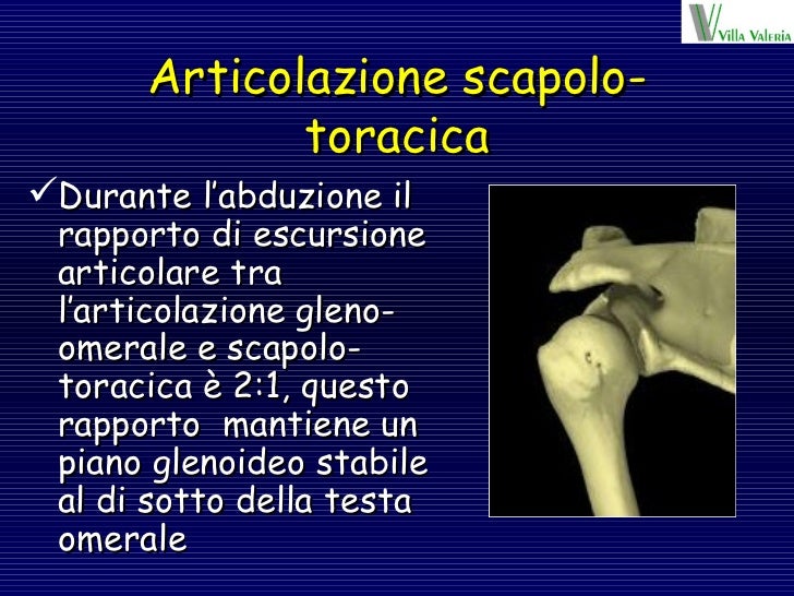 Anatomia e biomeccanica della Spalla