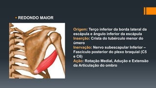 ANATOMIA E CINESIOLOGIA DO OMBRO.pptx