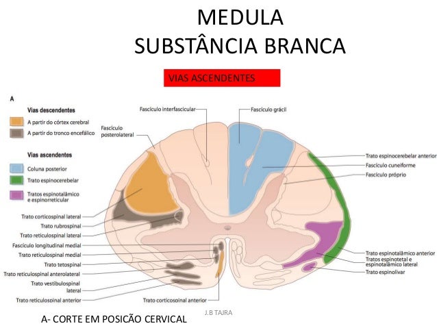Anatomia e Fisiologia da Dor