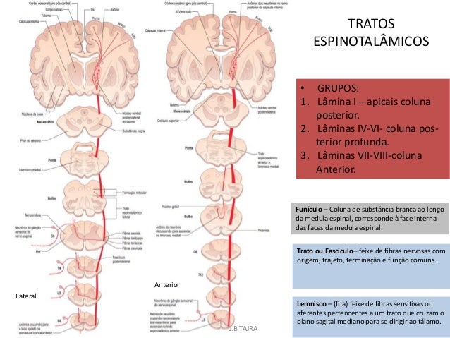 Anatomia e Fisiologia da Dor