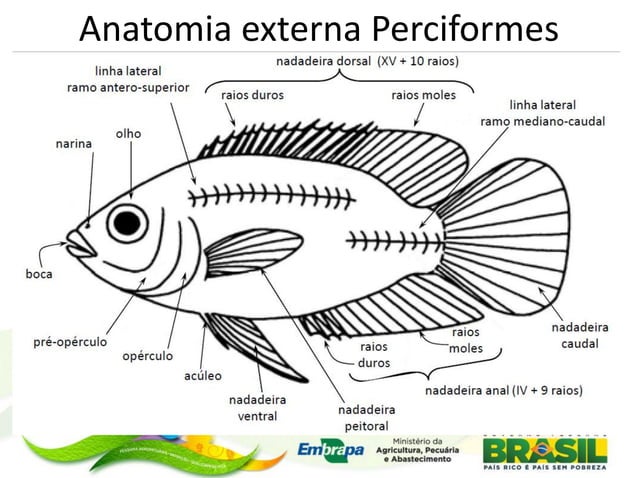 Anatomia e fisiologia de peixes | PDF | Brain and Nervous System ...