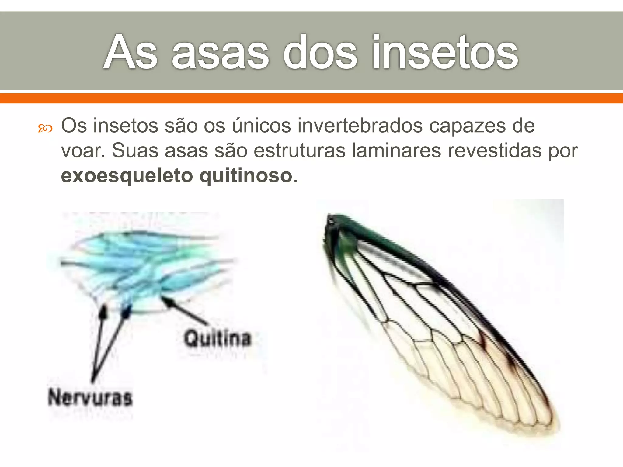 Anatomia e Fisiologia dos Artrópodes | PPTX