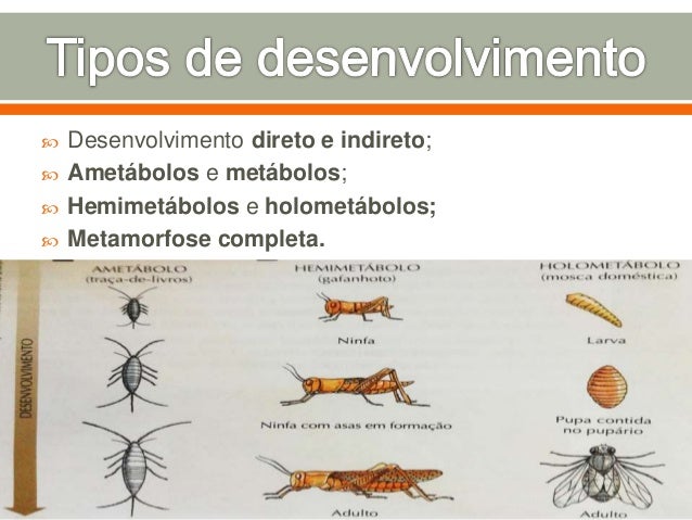 Anatomia e Fisiologia dos Artrópodes