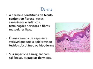 Anatomia e Fisiologia do Sistema Tegumentar.pptx