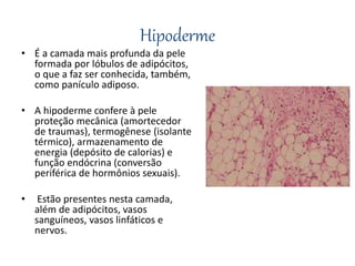 Anatomia e Fisiologia do Sistema Tegumentar.pptx